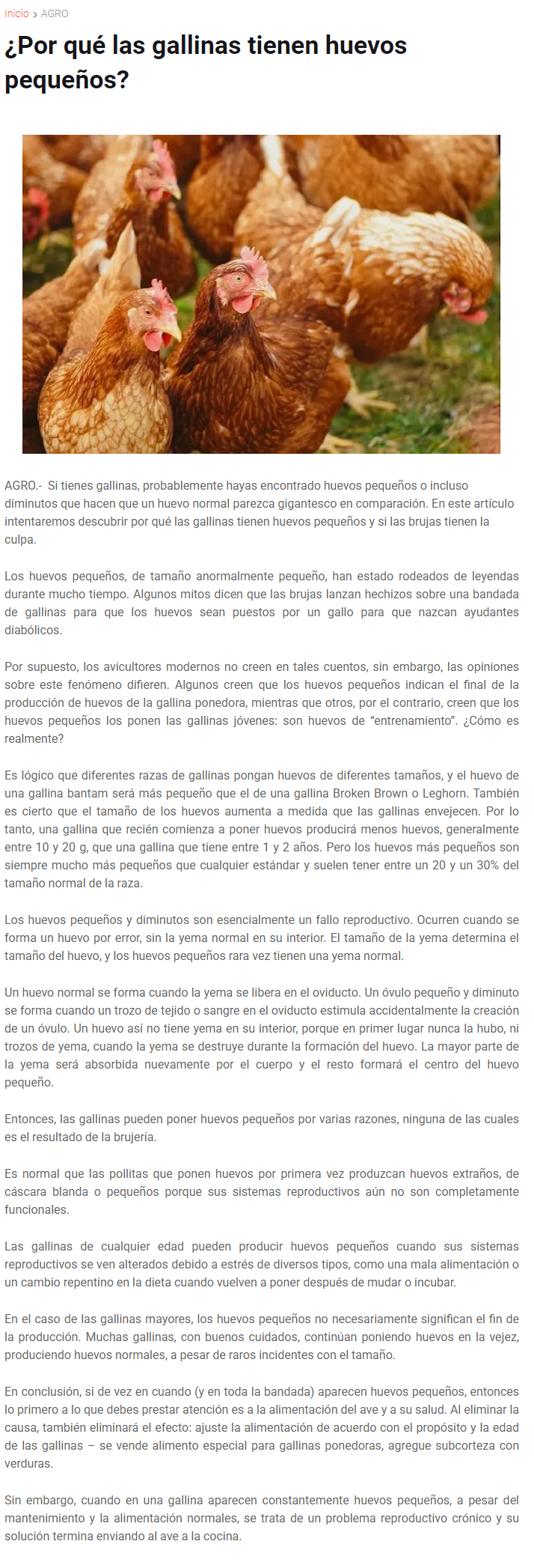 ¿Por qué las gallinas tienen huevos pequeños? | Update News