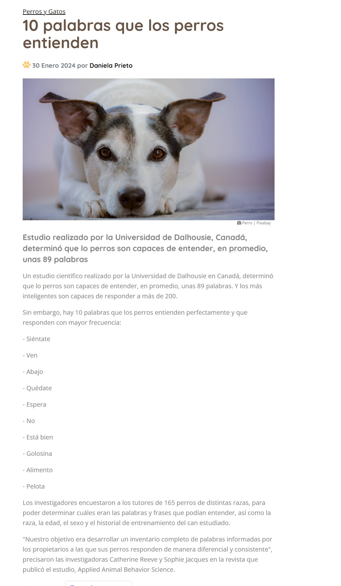 10 palabras que los perros entienden | Update News